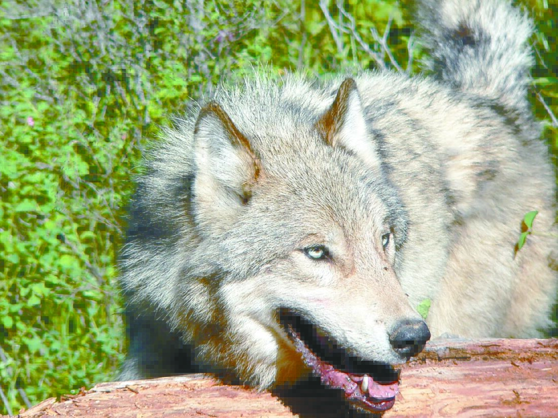 DNR: Survey shows stable wolf population | News, Sports, Jobs - The ...